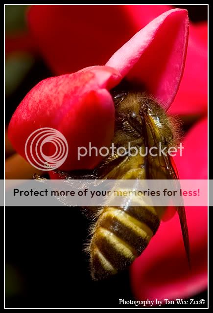 Bees from the past - PentaxForums.com